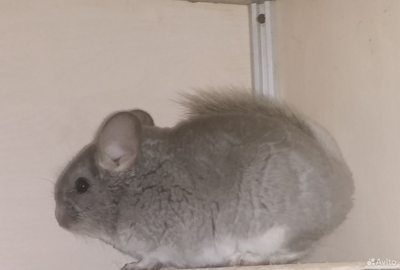 Фиолет нс.девочка.2,5 мес