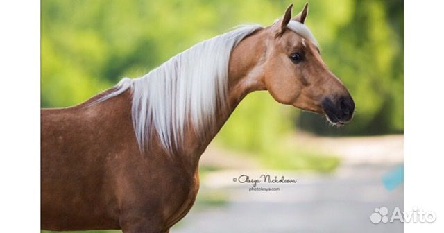 Вызывающе красивый мерин на продажу