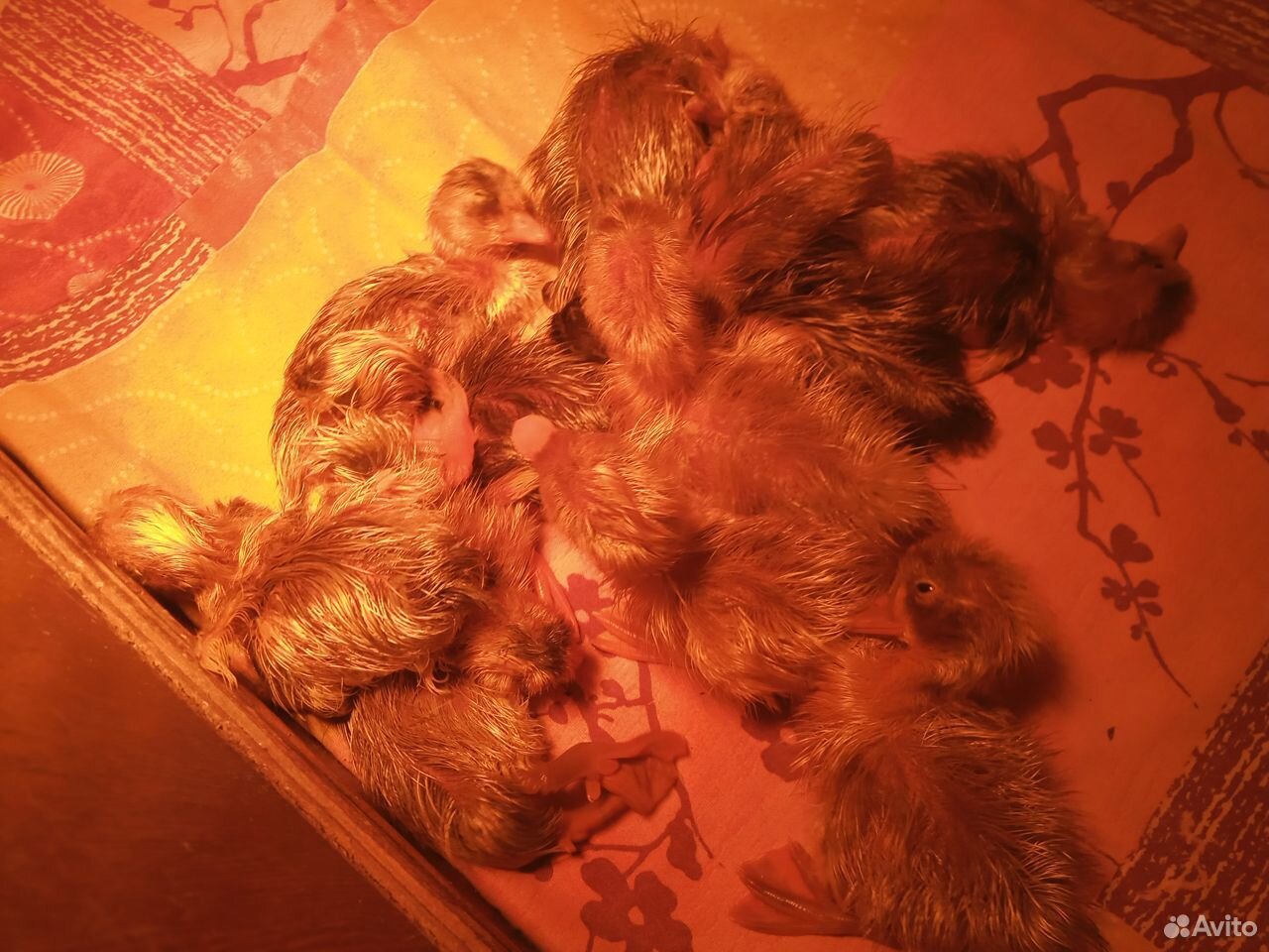 Утята голубого фоворита