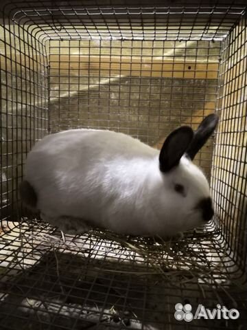 Кролик калифорнийский самец