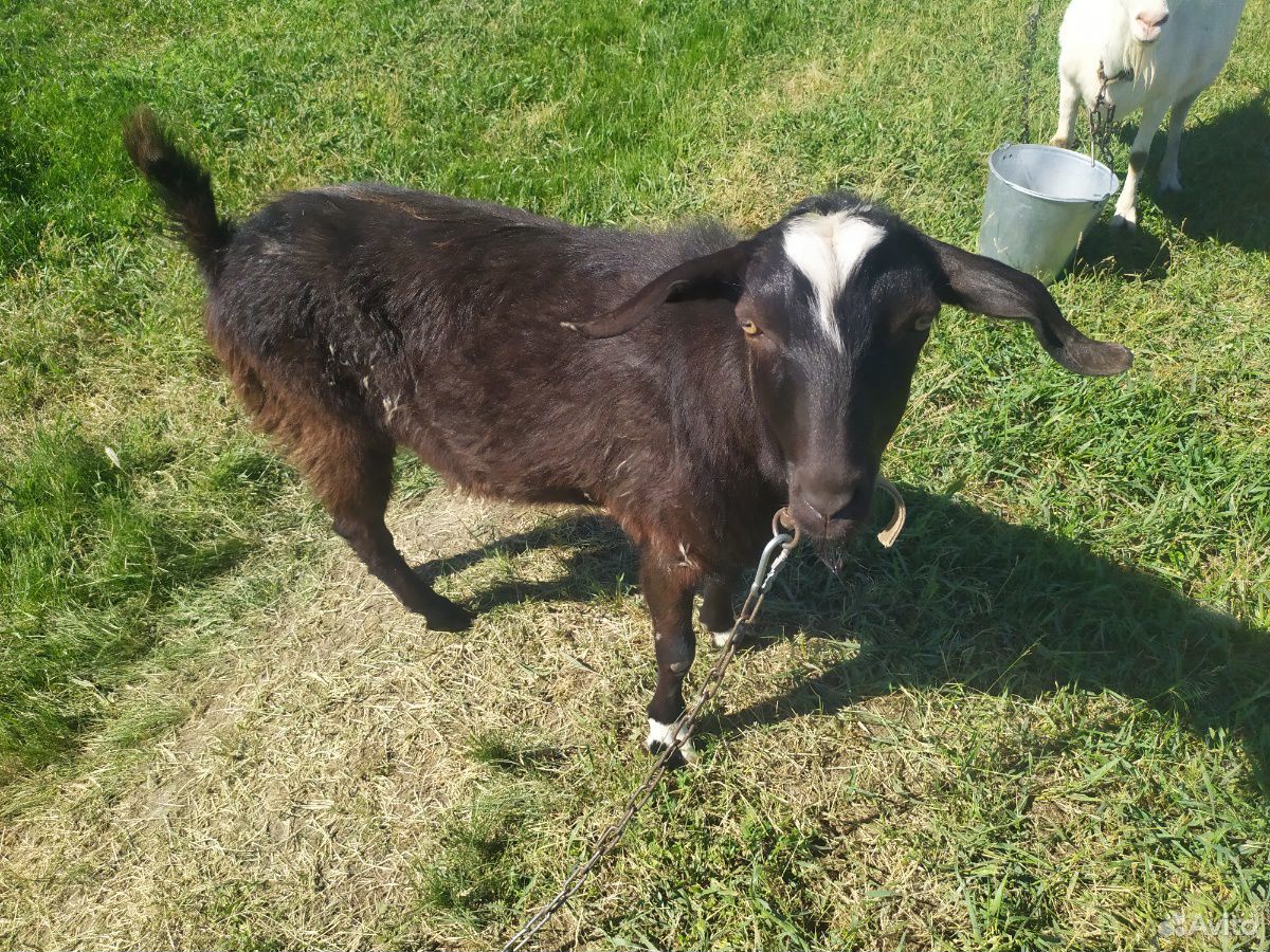 Козёл нубийский 75