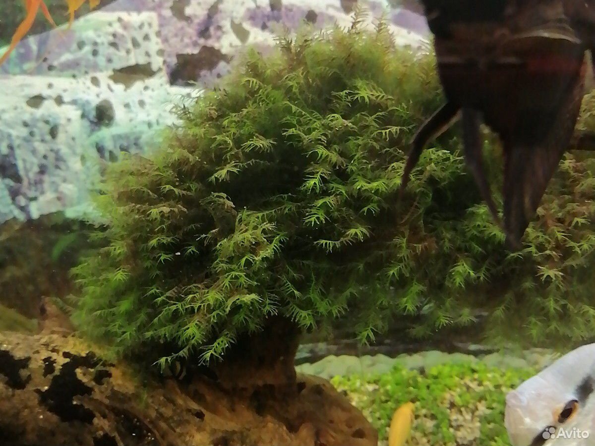 Мхи феникс треугольник