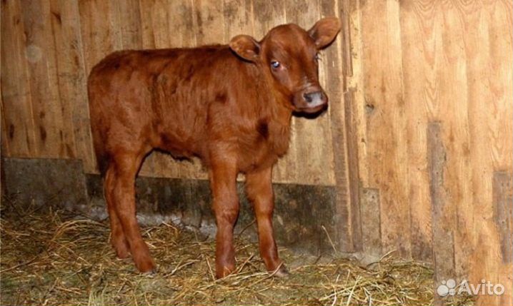 Продам теленка