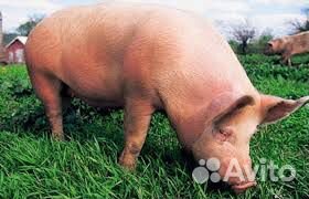 Продам домашнюю свинину