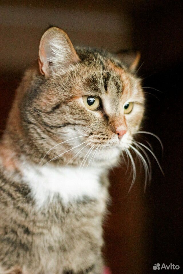 Кошка ищет дом
