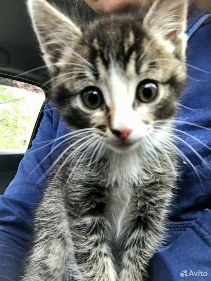 Котенок мальчик полтора месяца
