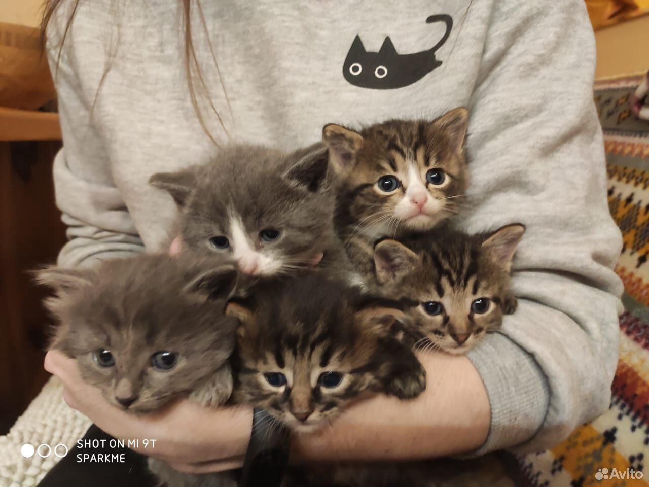 Котята треугольные хвостики 5 штук