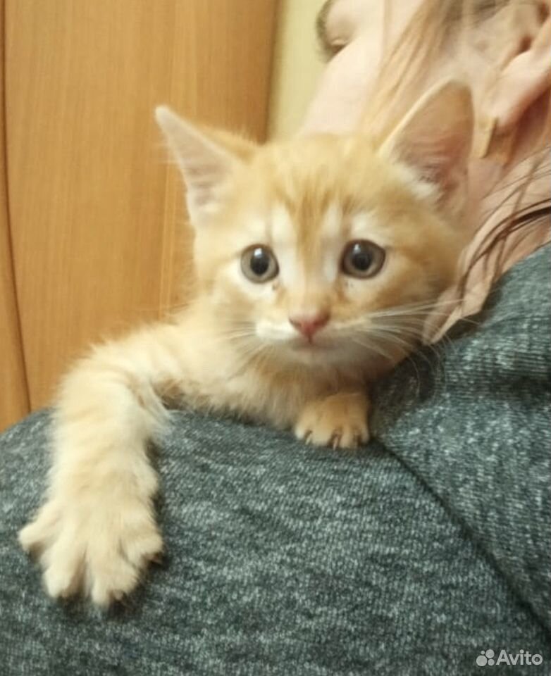 Рыжие чудо котята 2 месяца в добрые руки