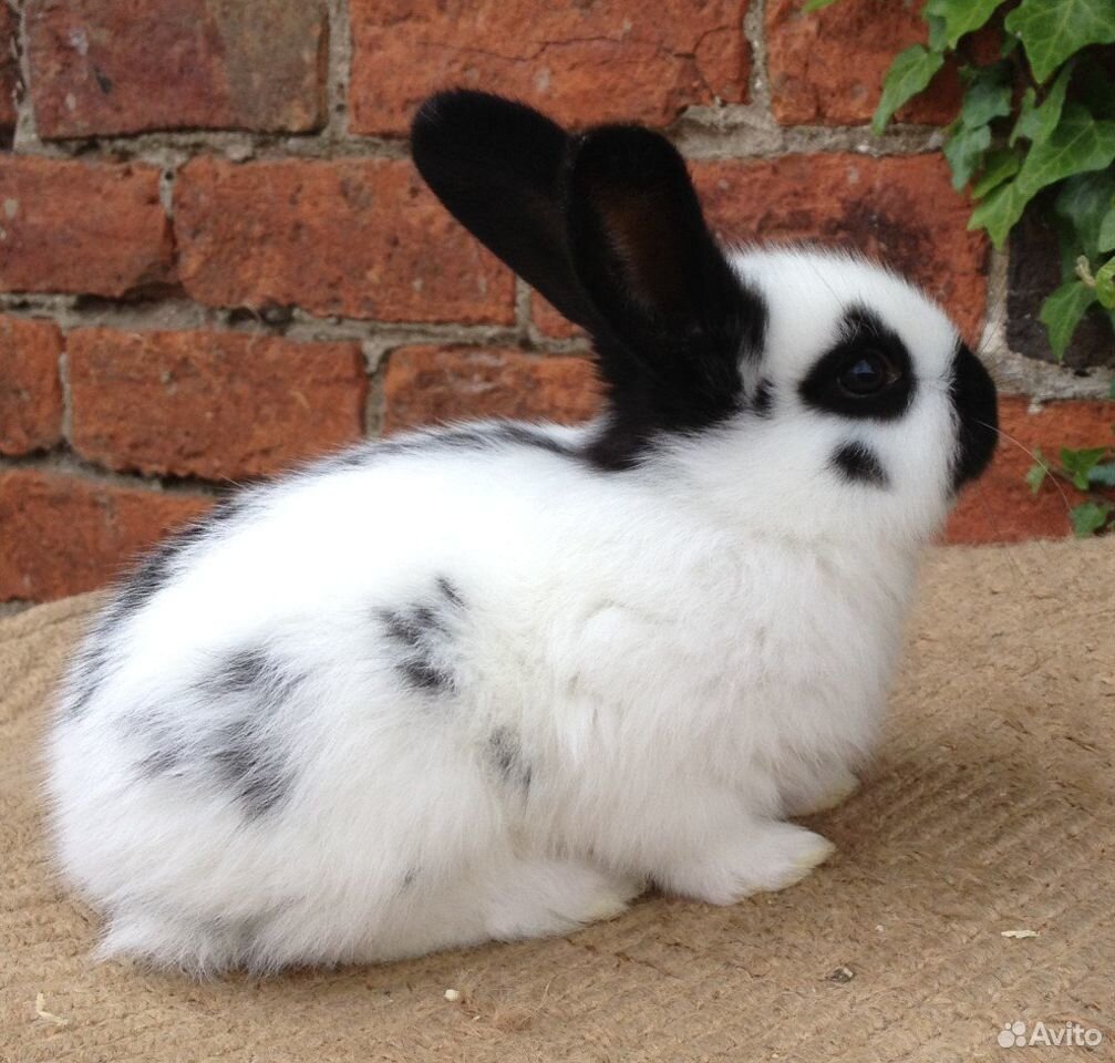 Яйца гусей,гусята,декоративные кролики