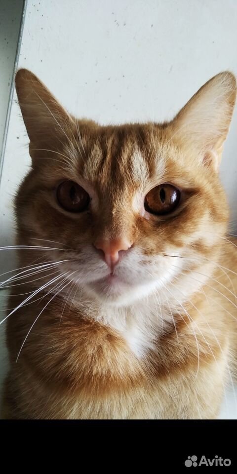 Год назад найден на Перспективном.Котик был домашн