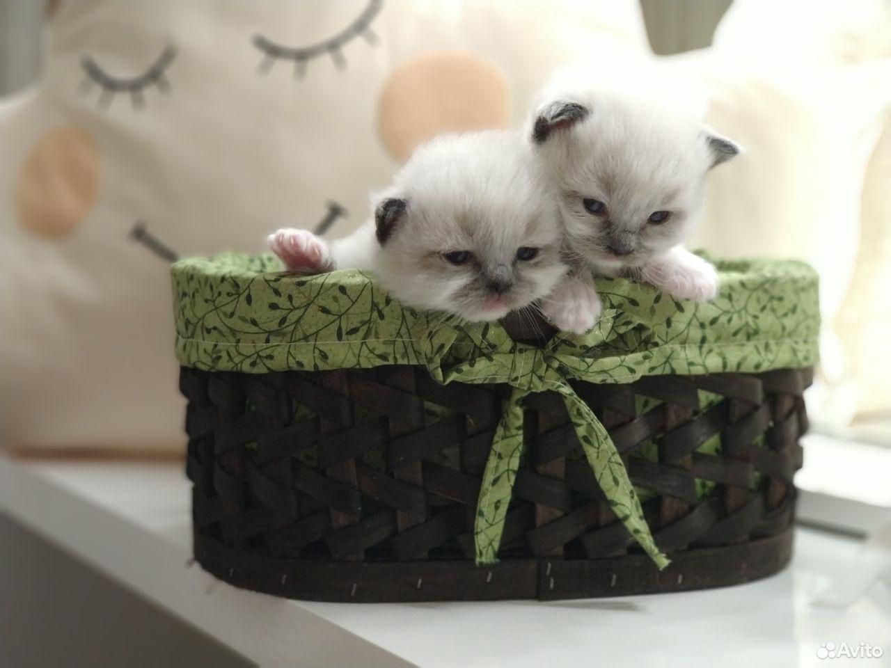 Котята Рэгдолл Питомник Шоу