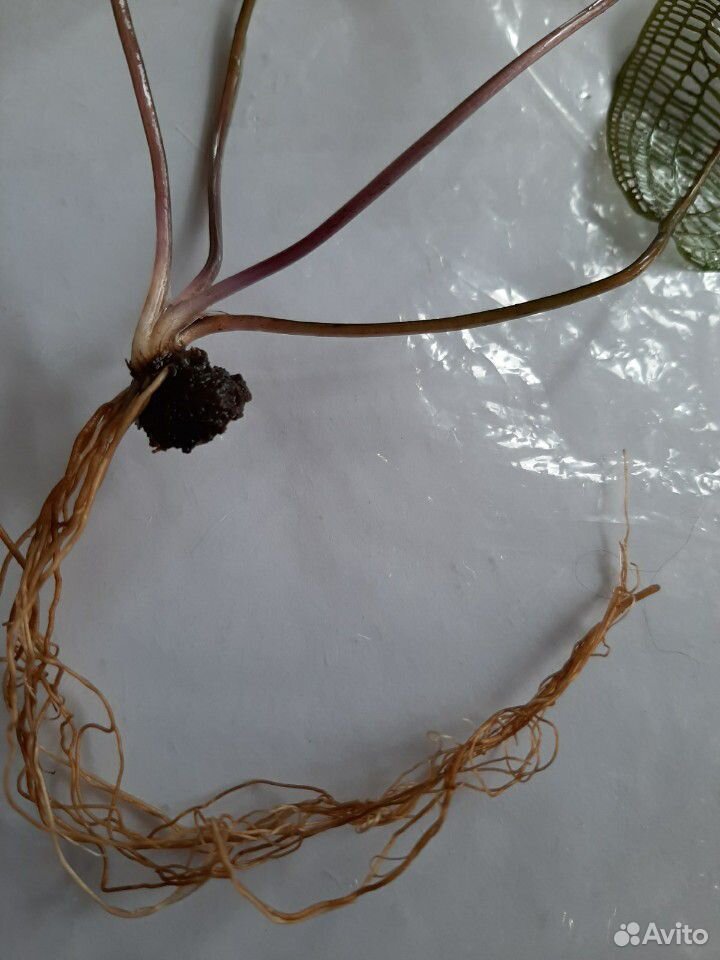 Аквариумные расстения