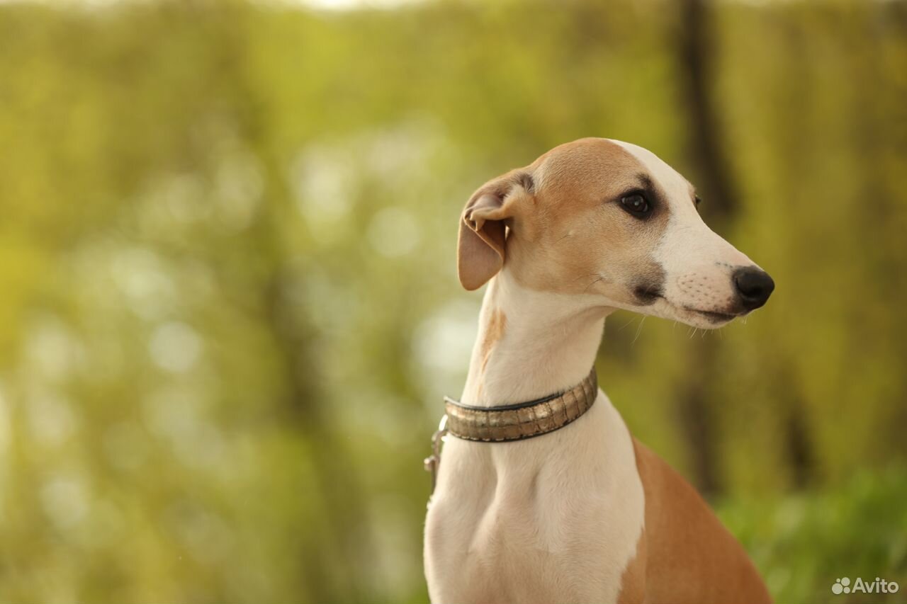 Щенки уиппета