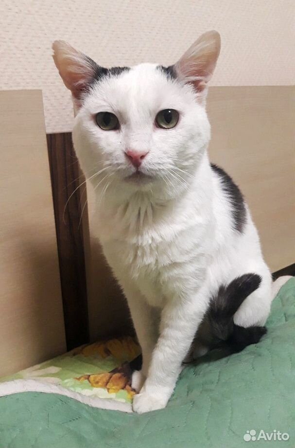 Болик ищет дом