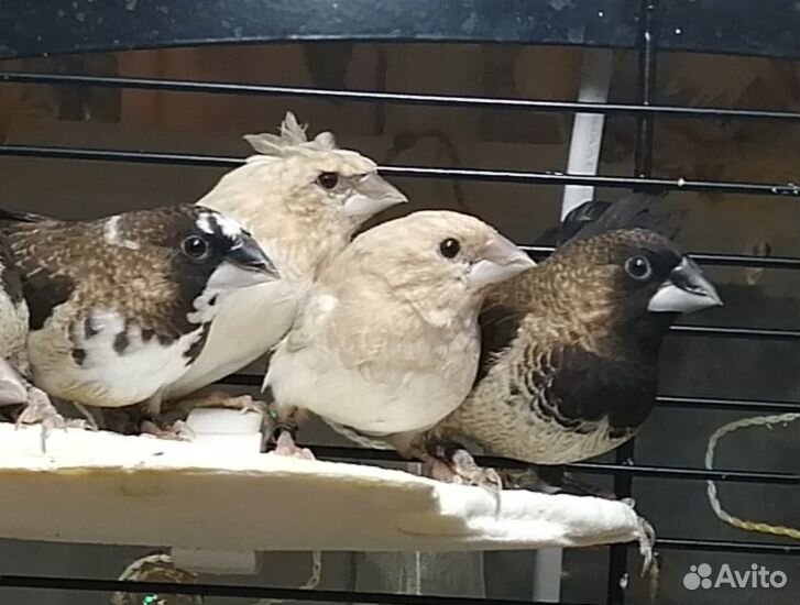 Японские амадины