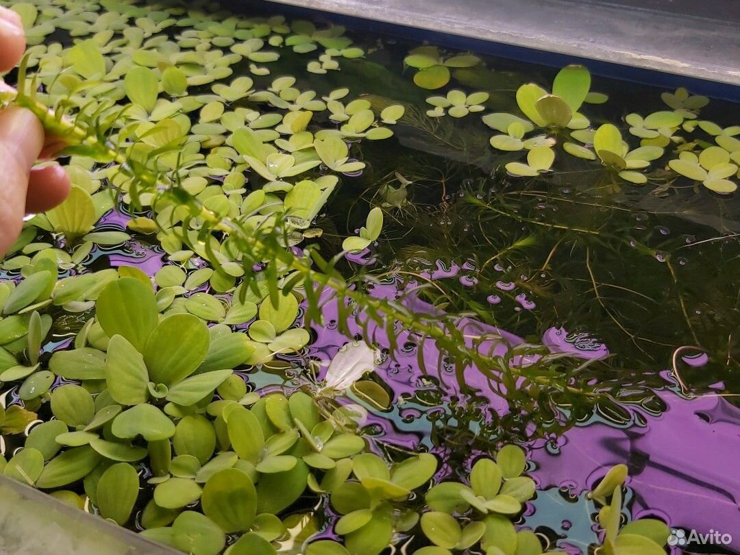 Элодея Денса