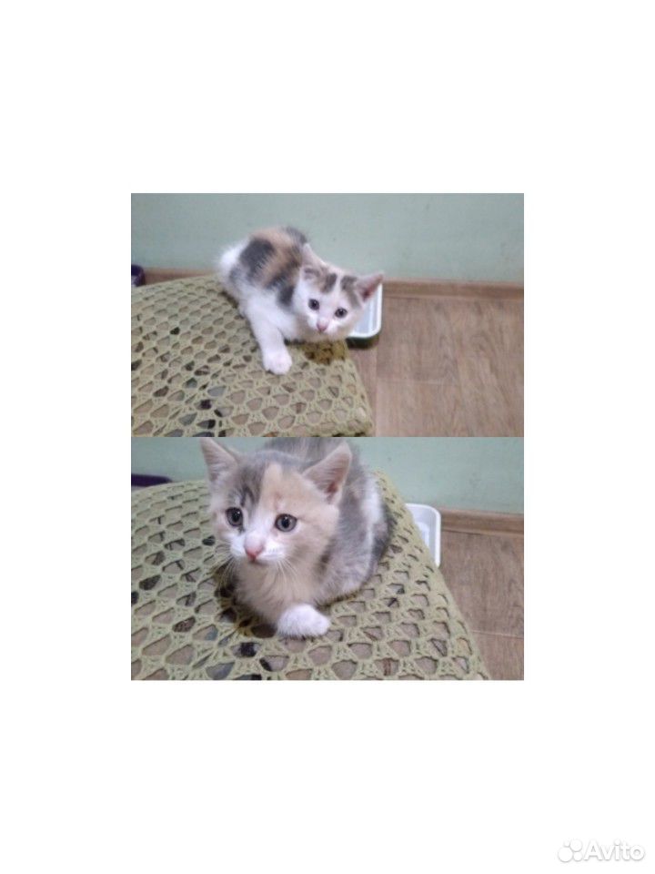 2 редкие девочки