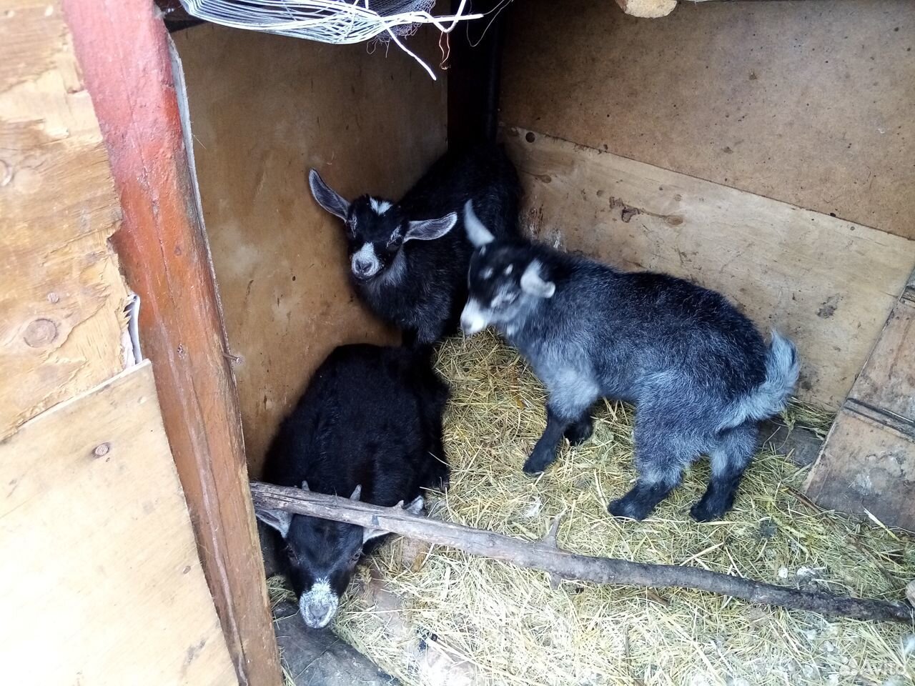 Козлята пухово-молочные 3 шт