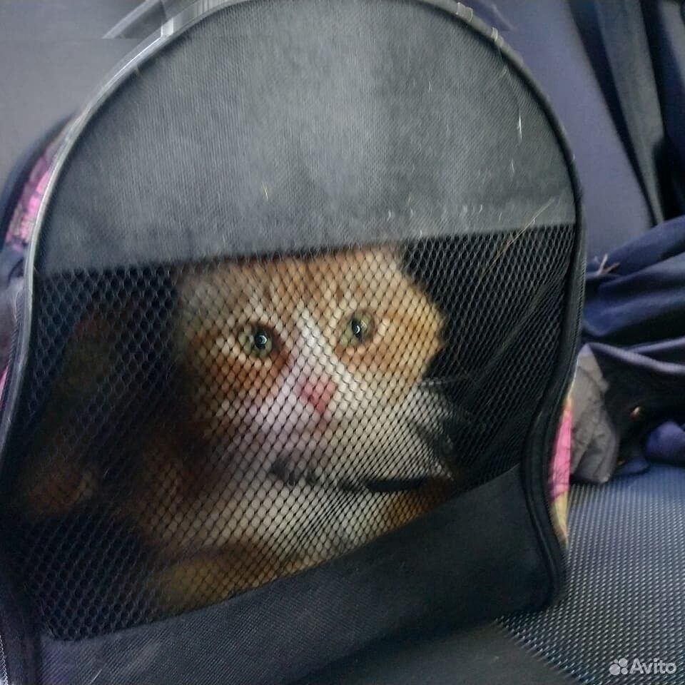 Милая, ласковая молодая рыжуля Марго в добрые руки