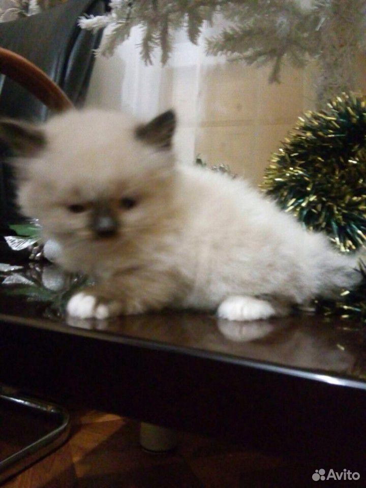 Кошка Священная бирма нежная
