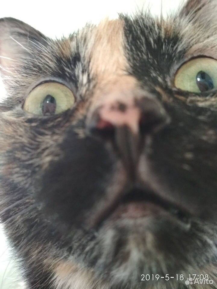 Кошка