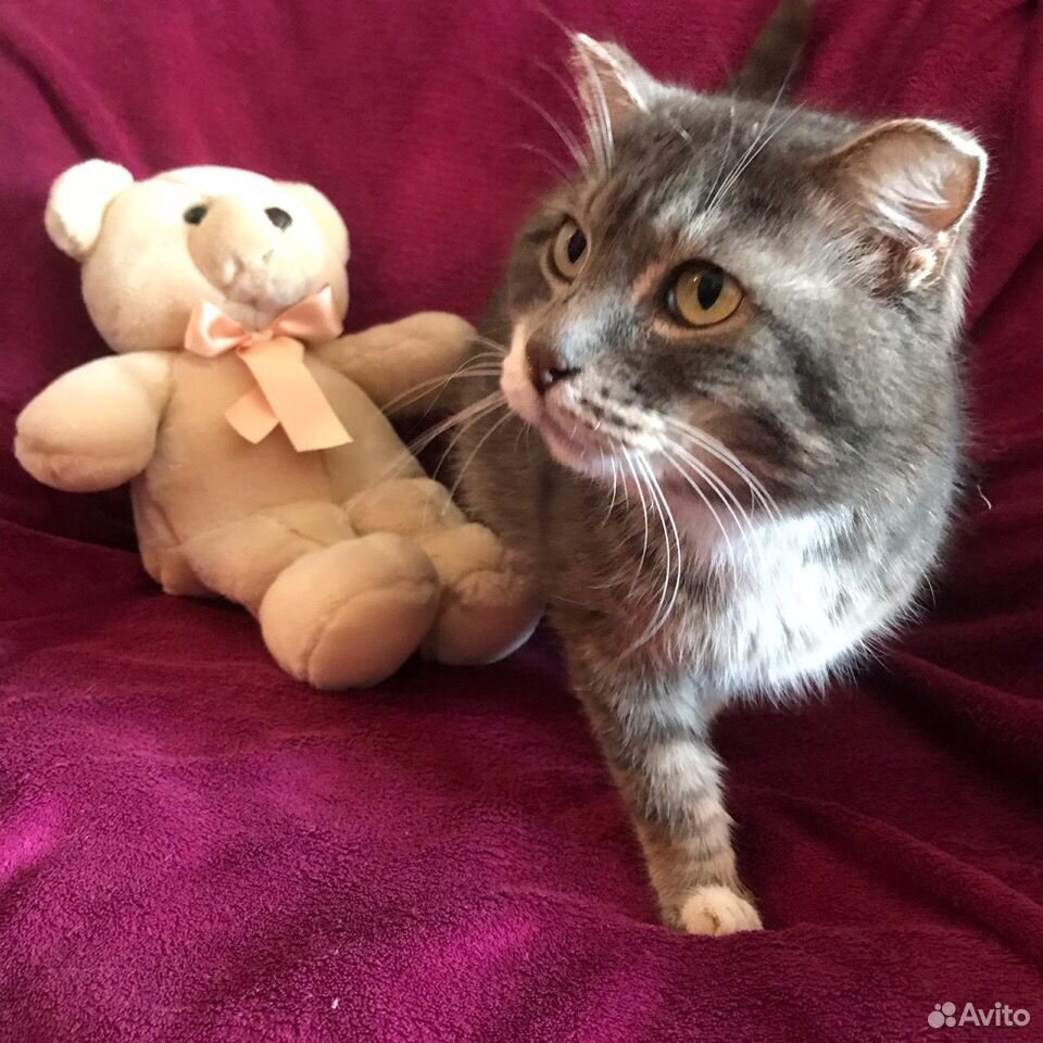 Котик ищет дом