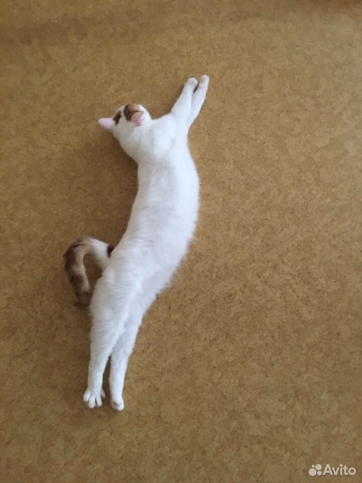 Кот Себастьян в добрые руки