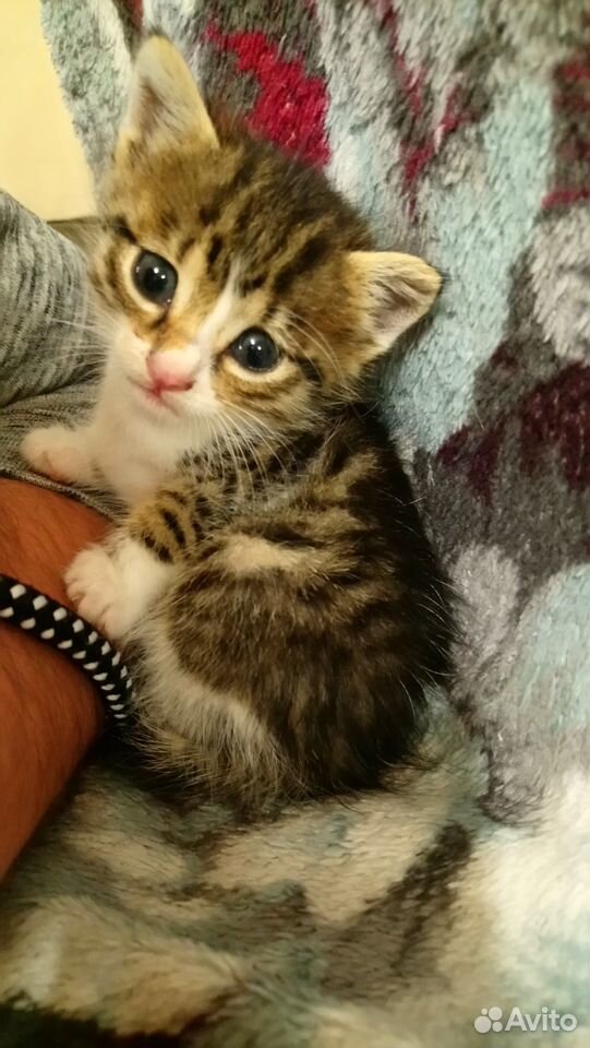 Крошка Мика