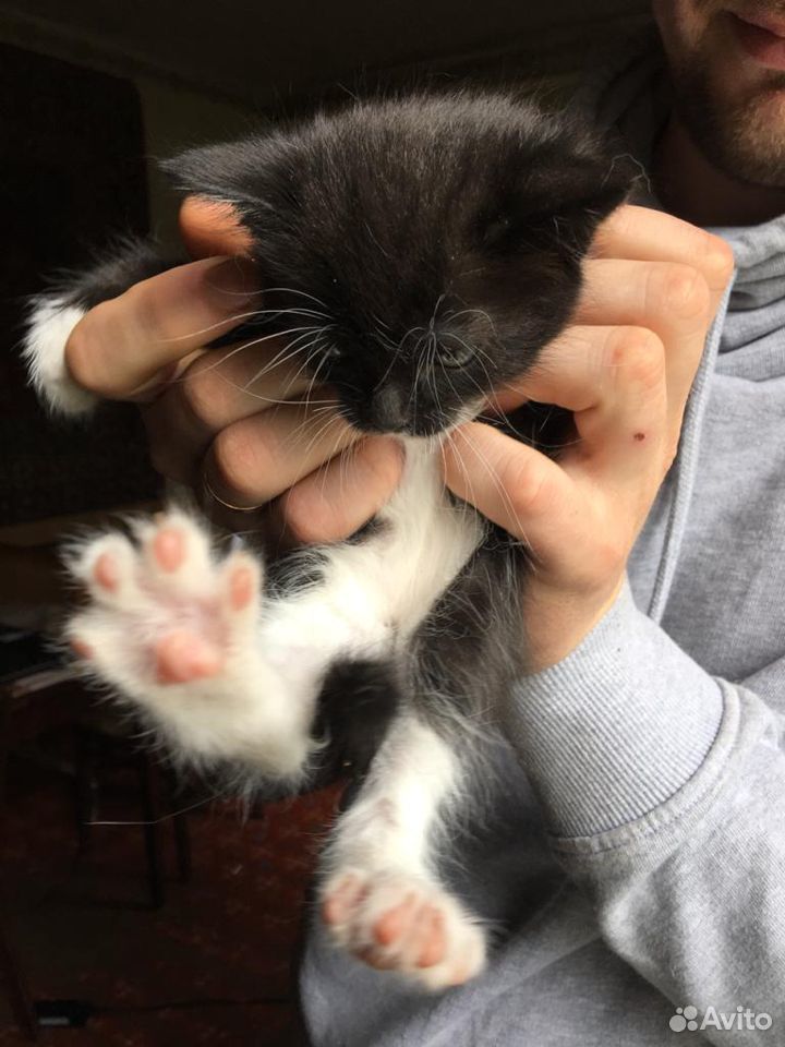 В добрые руки котята "хаски"