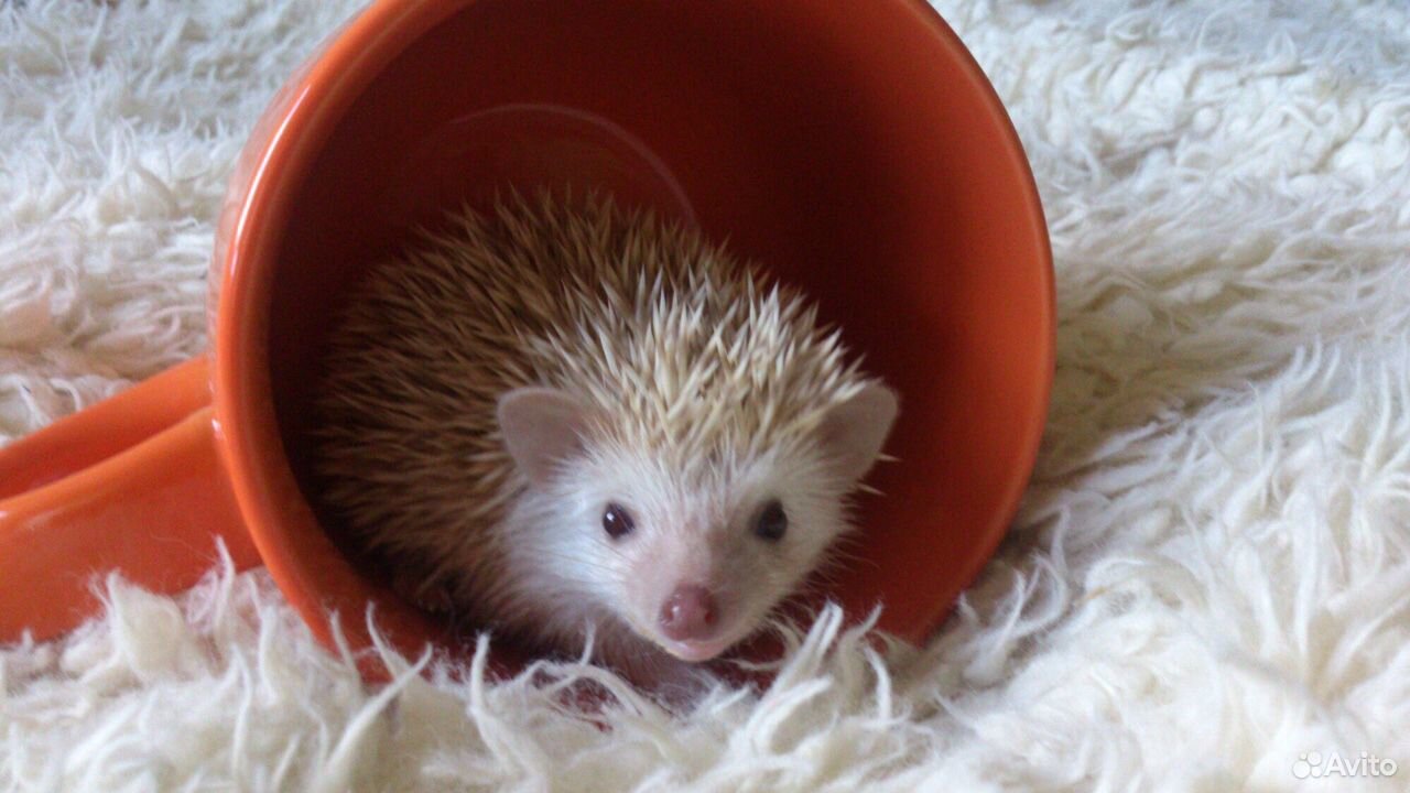 Карликовые африканские ежики