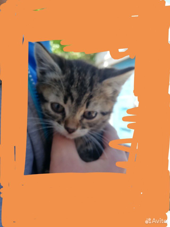 Маленький котик в добрые руки (мальчик)