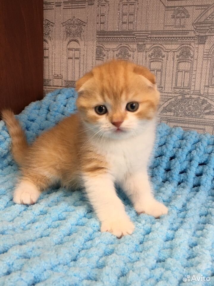 Шотландский вислоухий чистокровный котик