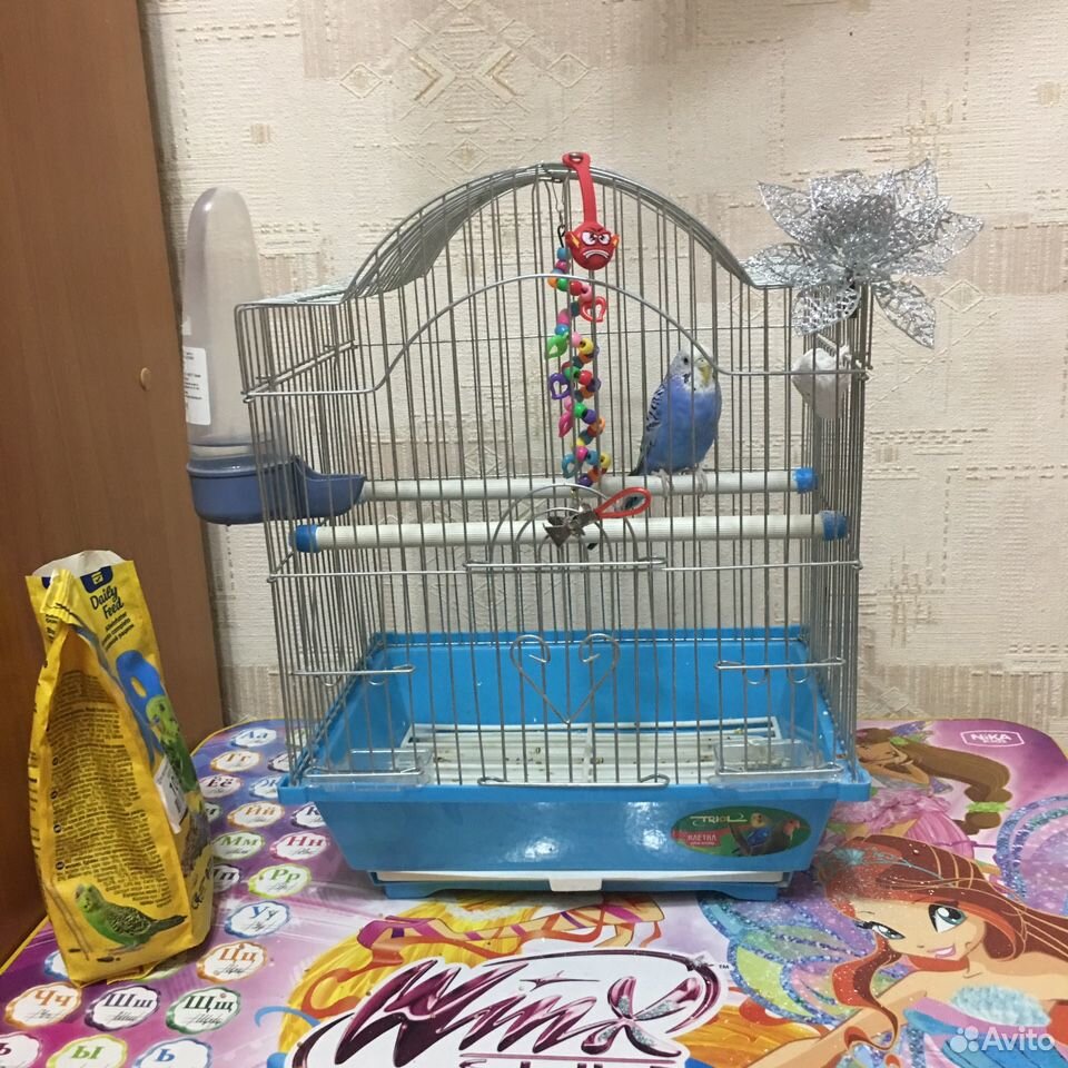 Попугай вместе с клеткой