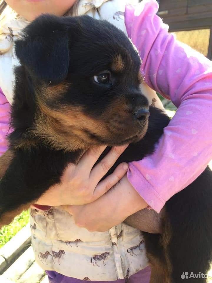 Щенки ротвейлера