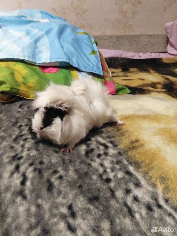 Морская свинка