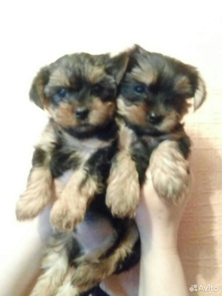 Йоркширский терьер