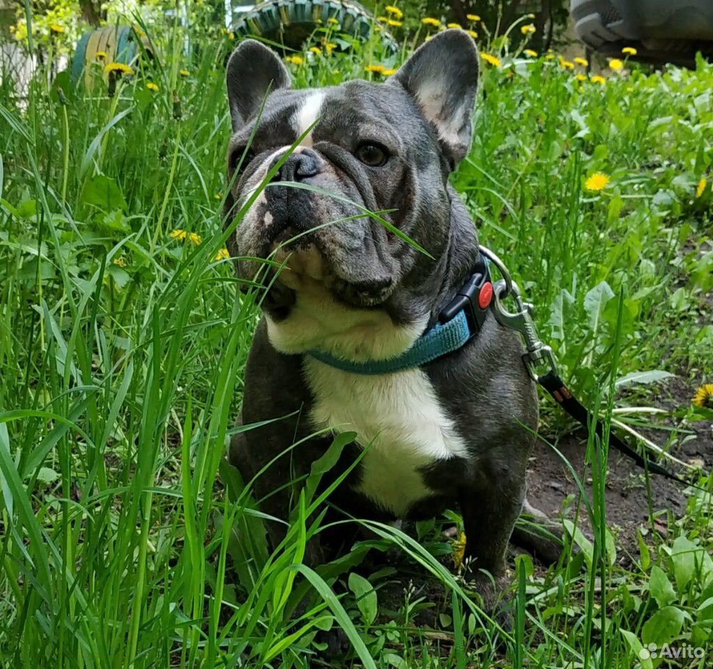 Вязка с голубым кобелем