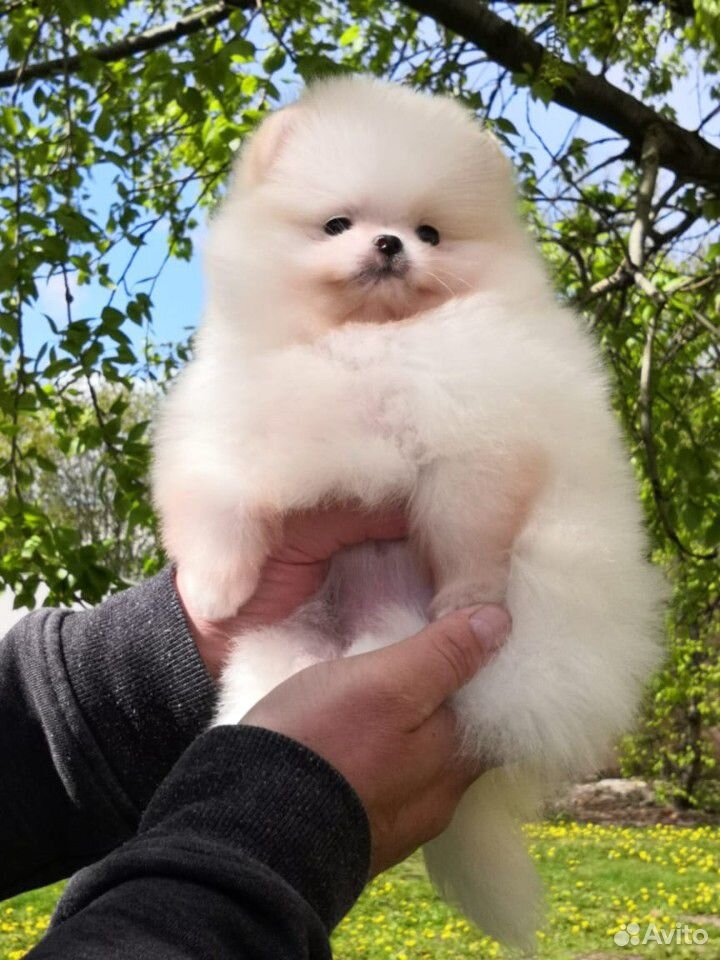 Шпиц