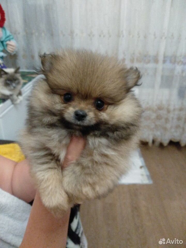Шпиц