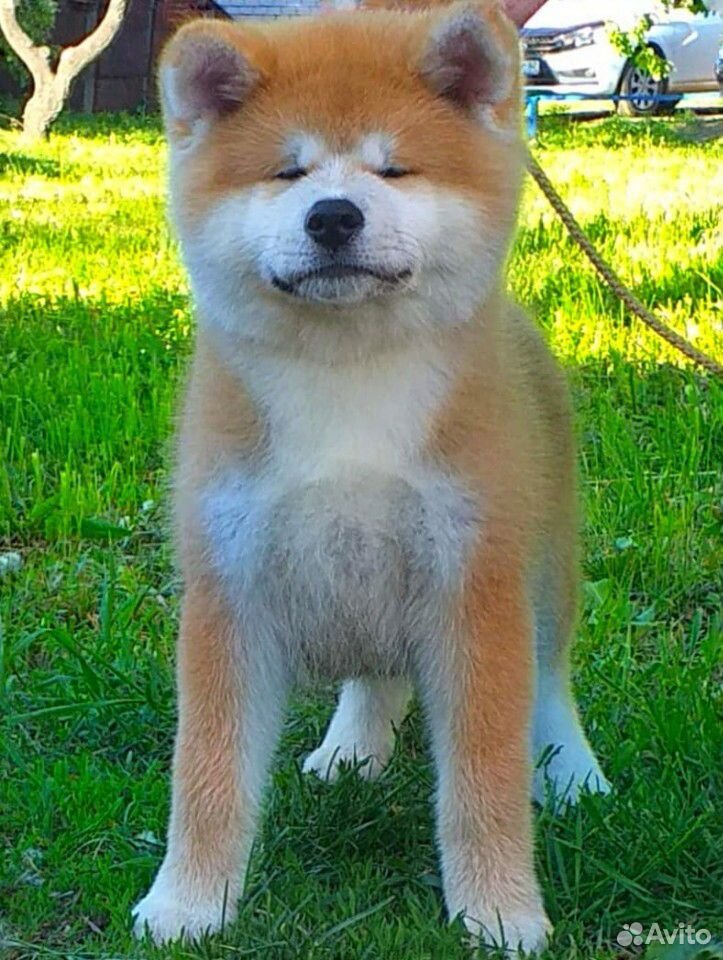 Акита щенки. Дубль помет