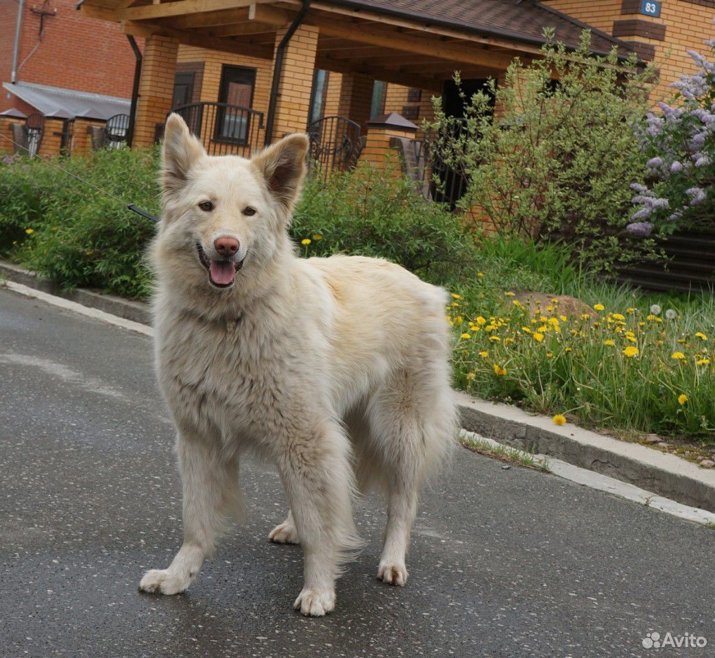 Роскошная собачка Стеша ищет дом