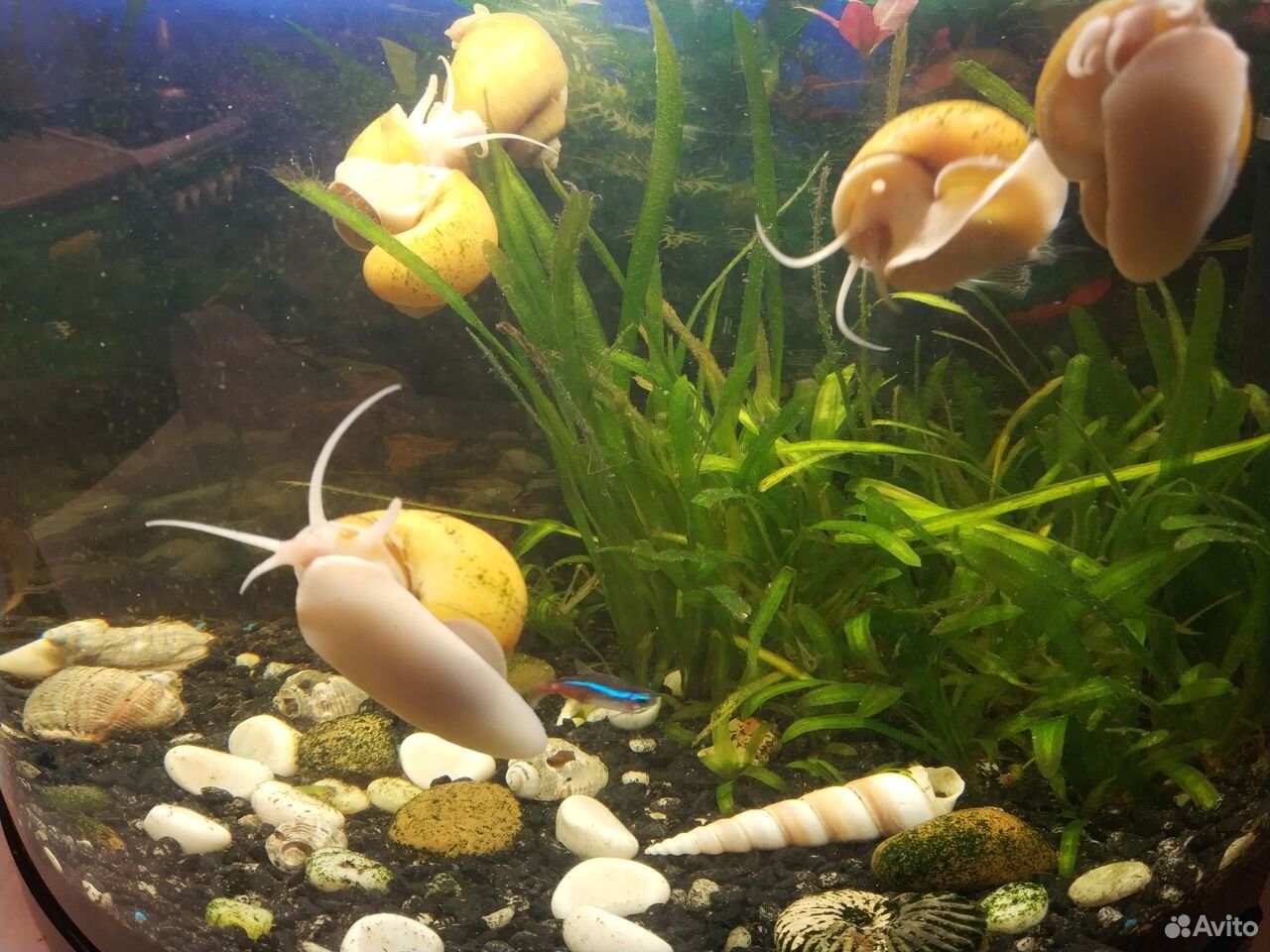 Улитки Ампулярии