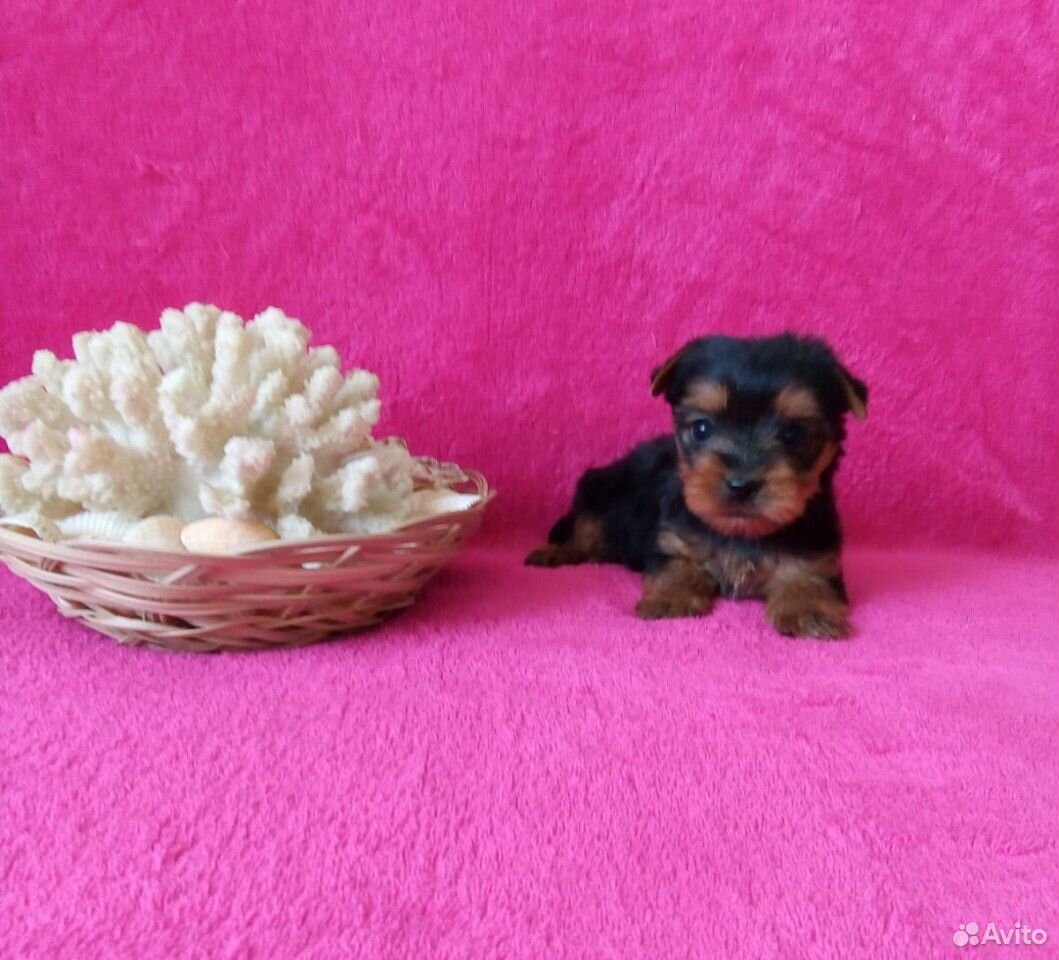 Самые красивые