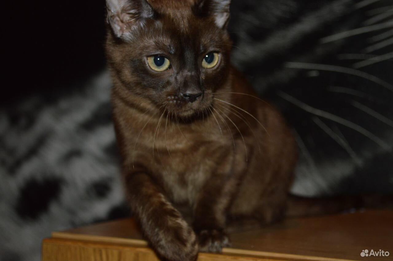 Сладкая, шоколадная конфетка