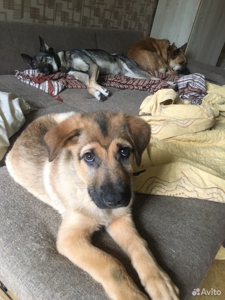 Щенок Богдаша в добрые руки