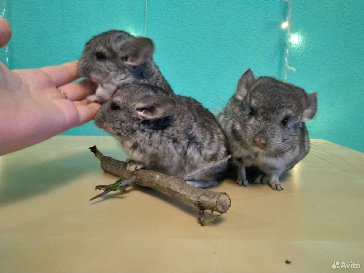 Ручные шиншиллы