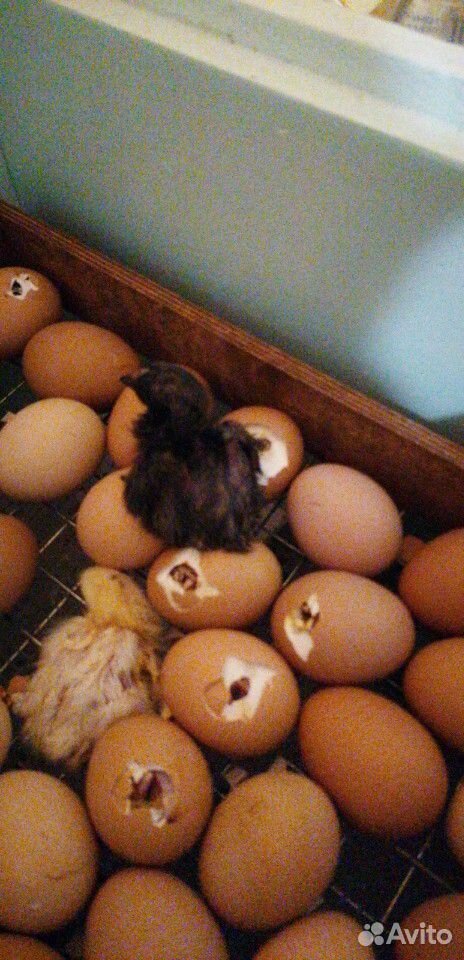 Суточные цыплята несушки