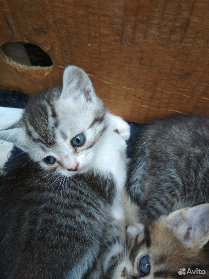 Котята в дар