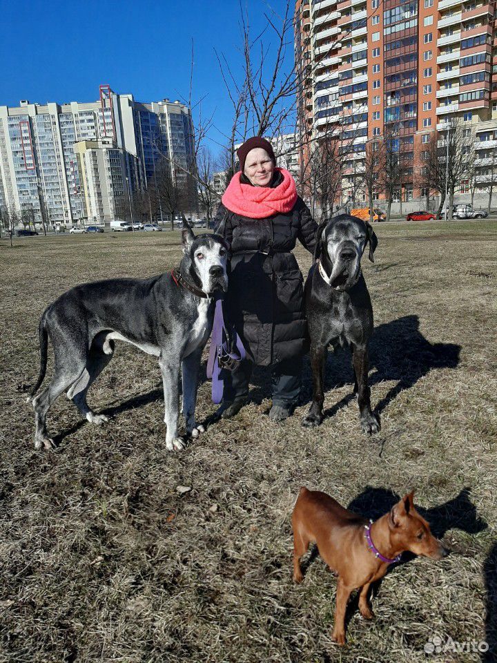 Немецкий дог, кобель для вязок