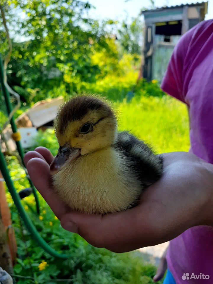 Индоутки и гусята